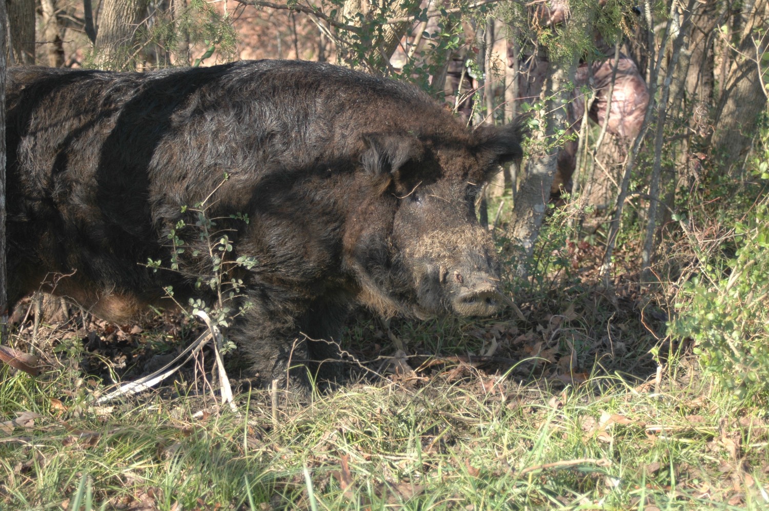 Species Profile: Wild Hog | Mossy Oak